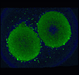 Mammalian Fertilization and Ovulation | Talbot Research Group